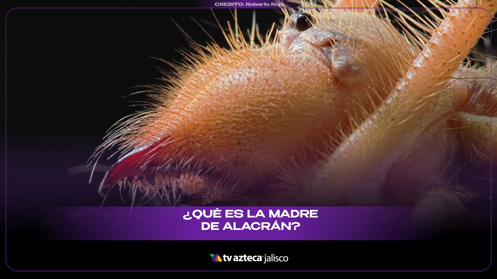 ¿Qué es la “madre de alacrán”? El peligroso animal que suele aparecer ...