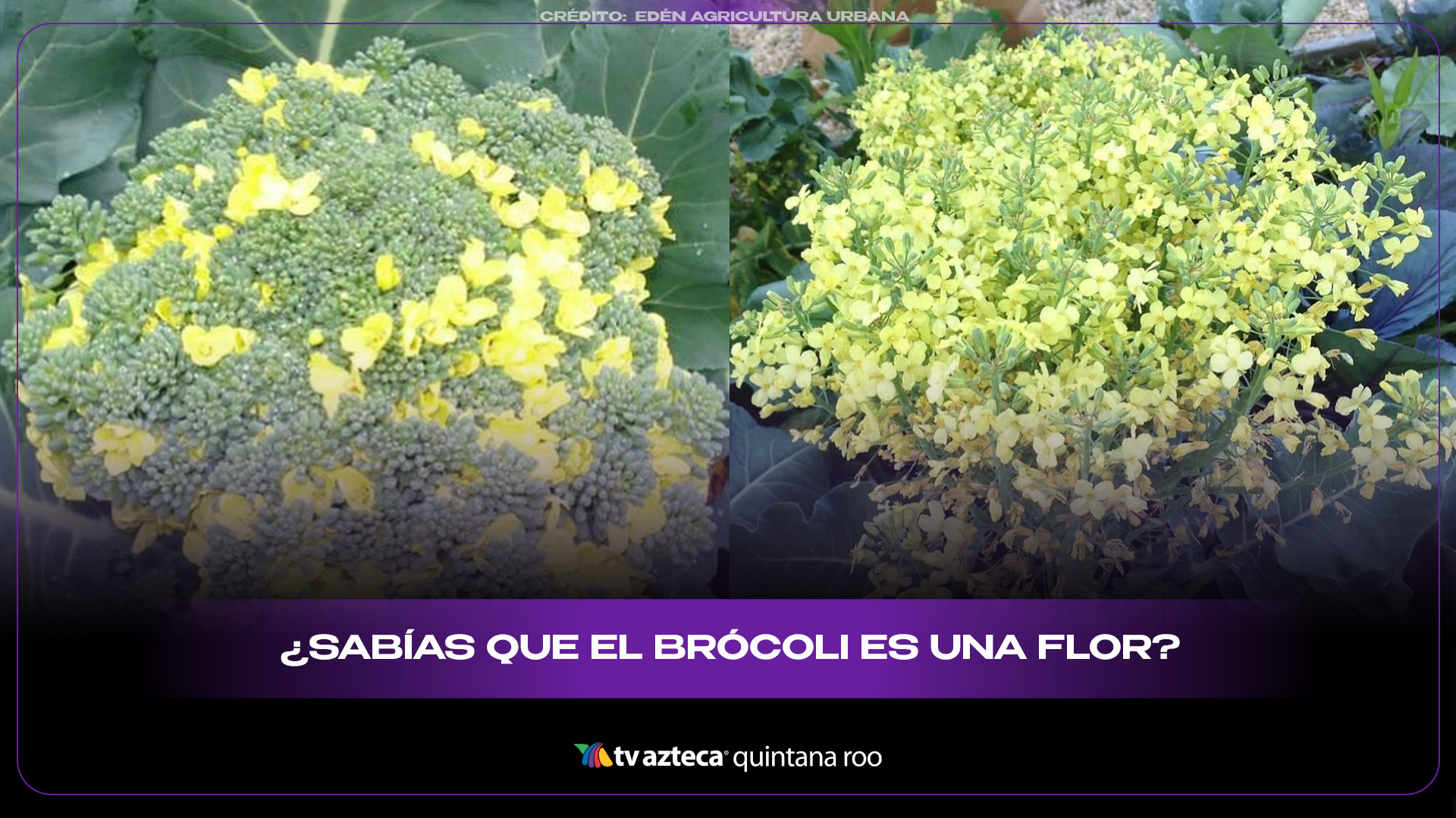 Brócoli es una flor: por qué esta verdura en realidad es un conjunto de ...