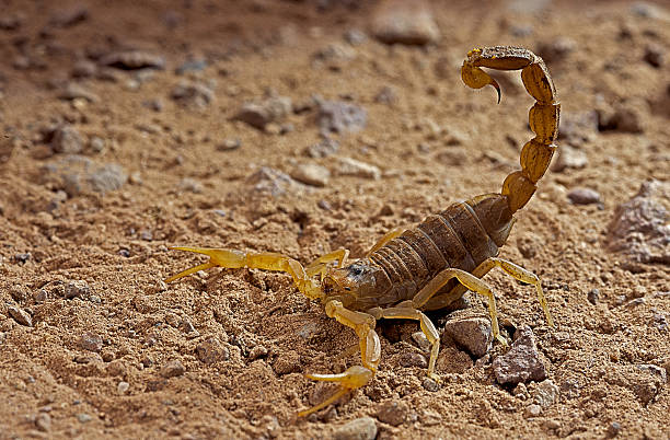 Picadura de alacrán: consejos y recomendaciones