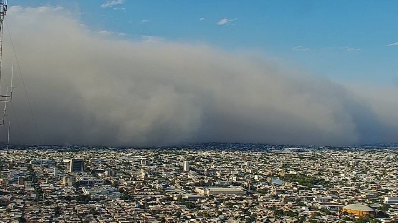 Tolvaneras y gripe aviar: ¿Cómo influyen en su propagación?