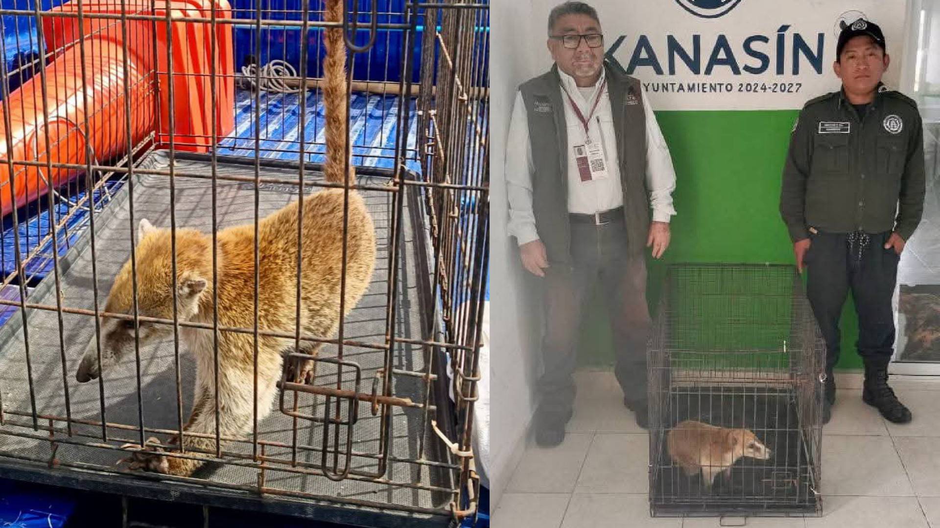 Encuentran tejón en Kanasín, es rescatado