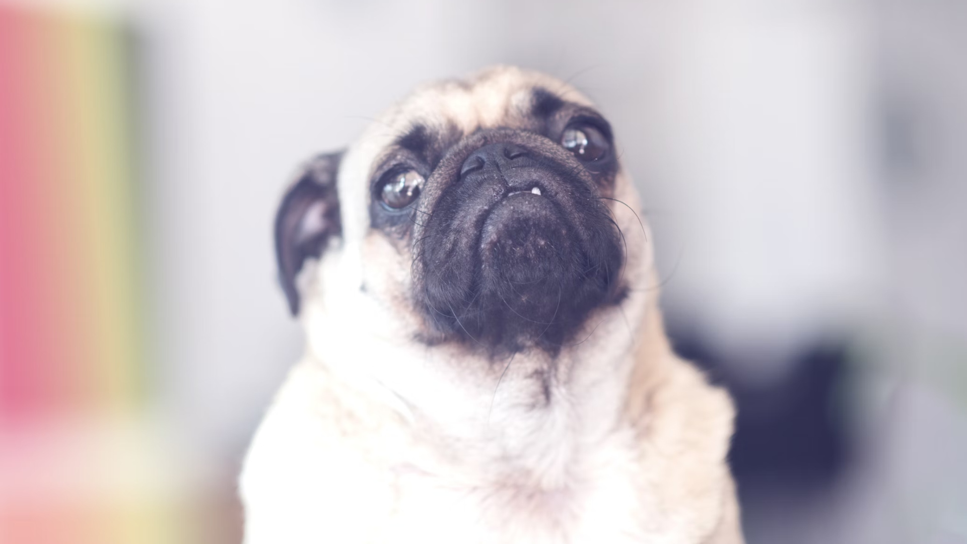 Pug Walk en Mérida 2025: ¿Qué es y cuándo se llevará a cabo?