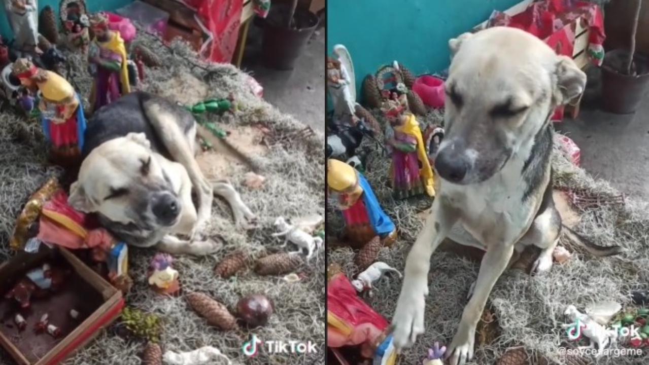 ¡Qué tierno! Perrito se queda dormido en el Nacimiento (VIDEO)