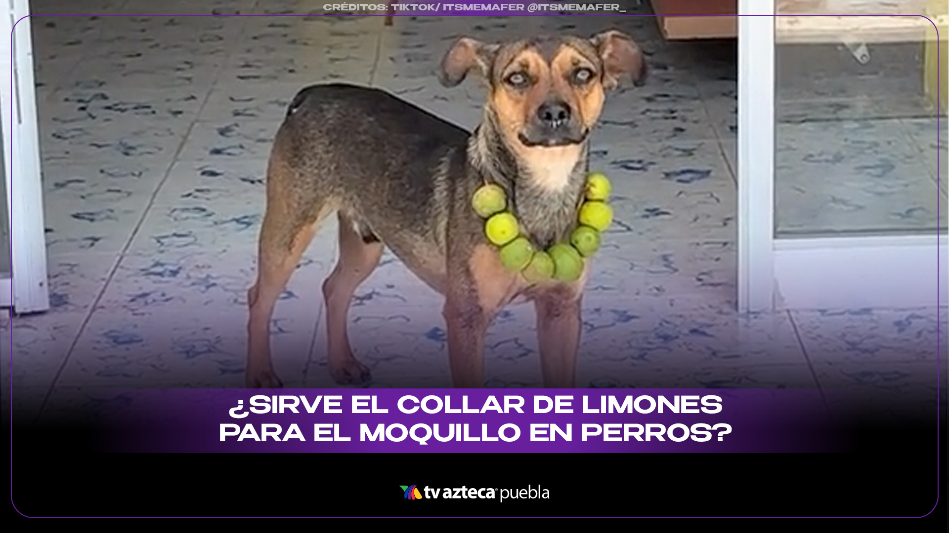 collar de limones para moquillo en perros funciona