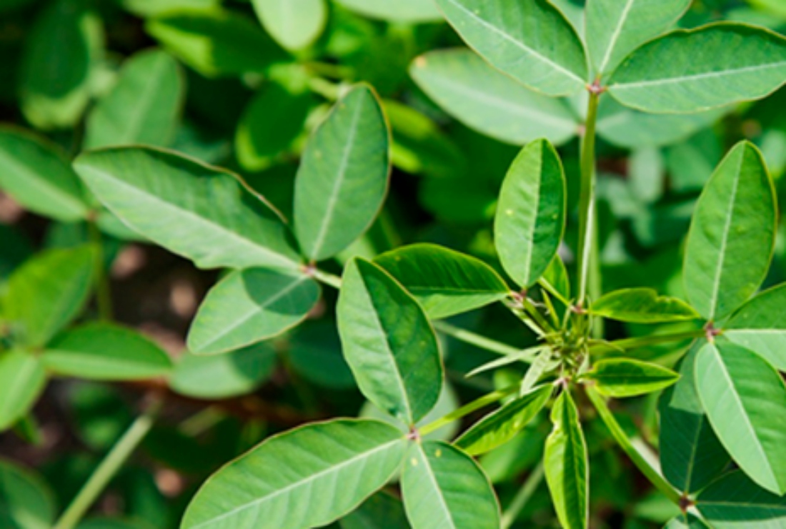 ¿Qué es el chipilín y para qué sirve en la cocina mexicana?