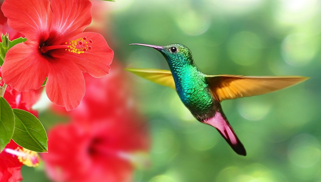¿Qué significado tiene que un colibrí visite tu casa?
