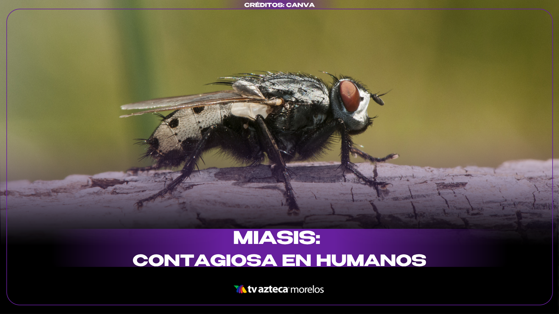 ¿Qué es la miasis y cómo se adquiere en humanos?