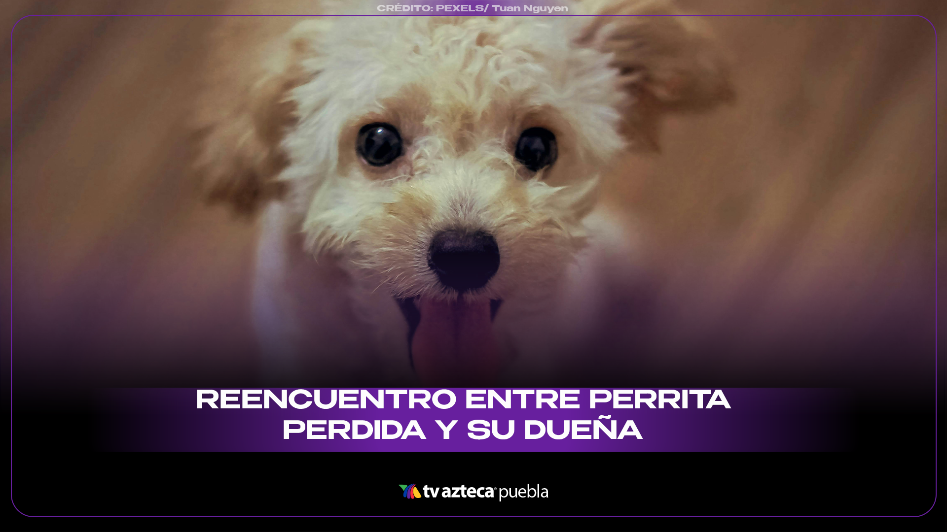 Reencuentro de perrita perdida hace 7 años