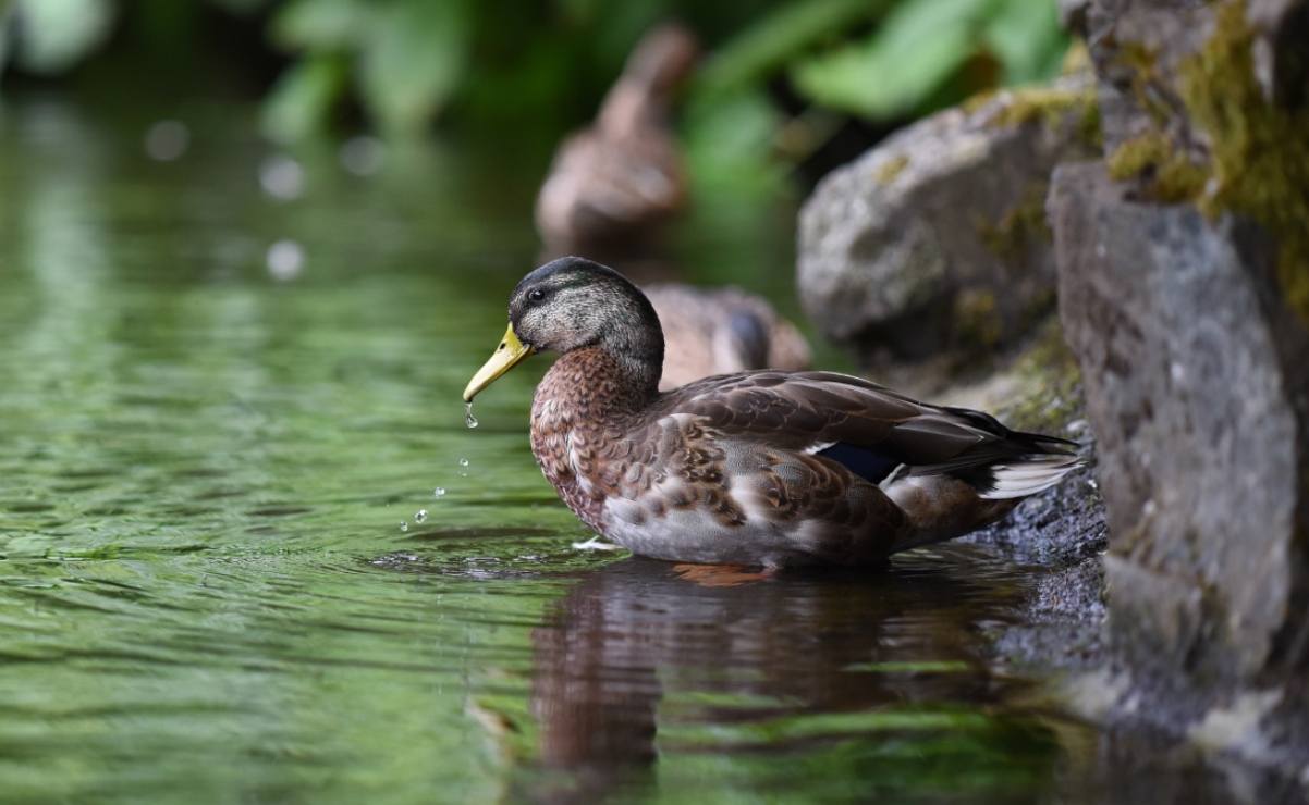 Pato australiano puede decir groserías como un humano