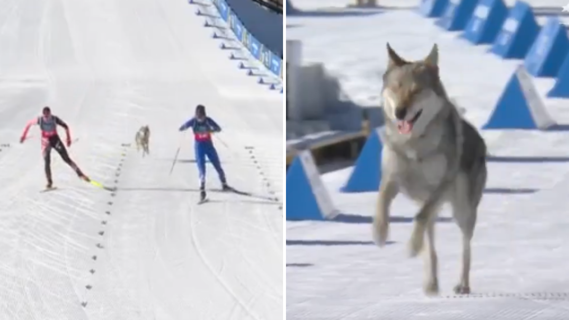 Perro lobo irrumpe en final de esquí en Milano Cortina 2026 y se viraliza