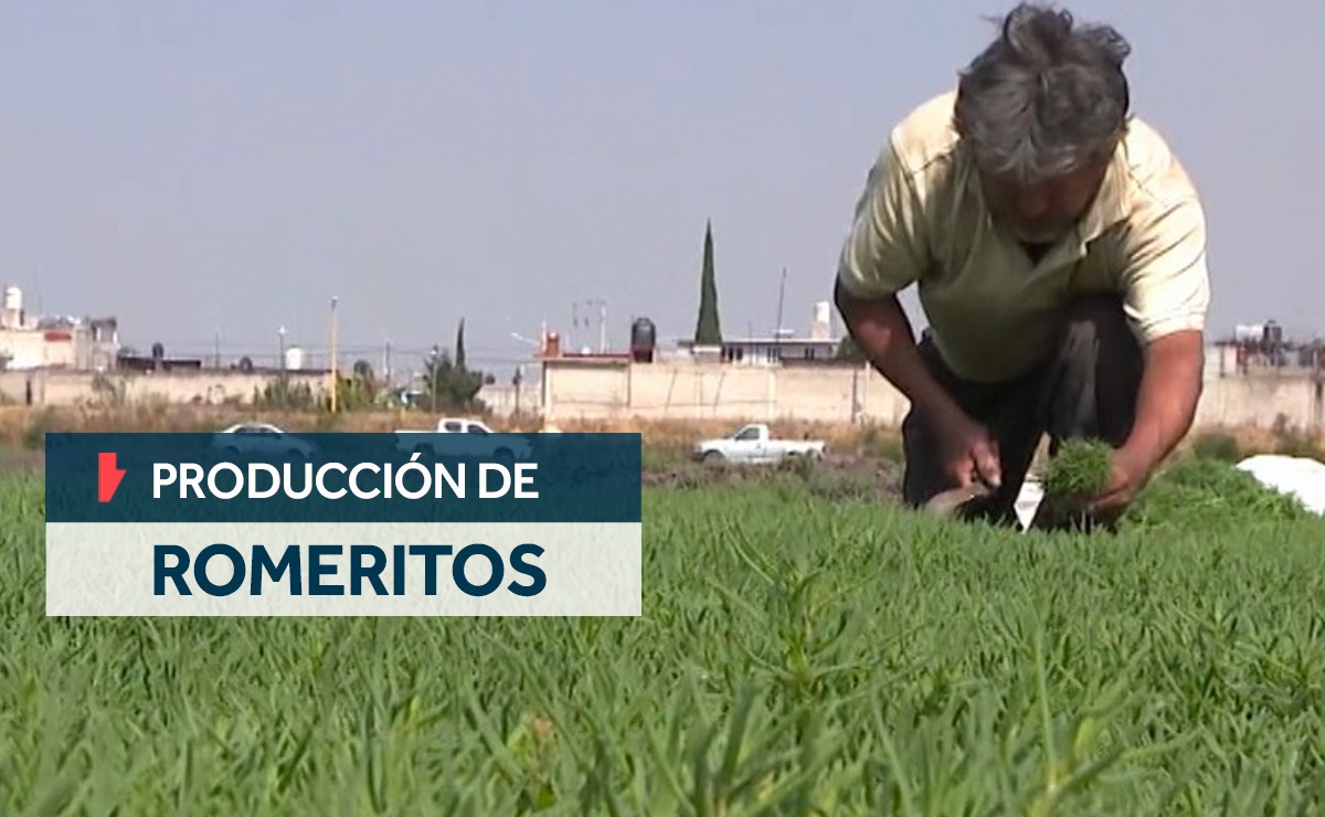 Romeritos: Qué beneficios tiene y en dónde se producen