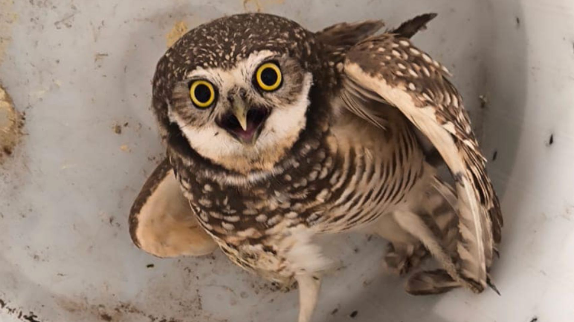 Rescate de un tecolote en el municipio de San Juan del Río