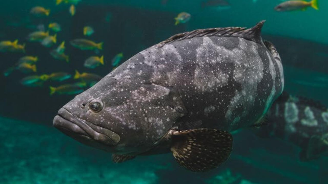 Capturan pez cherna gigante de 300 kilos en Tabasco ¿Cómo ocurrió