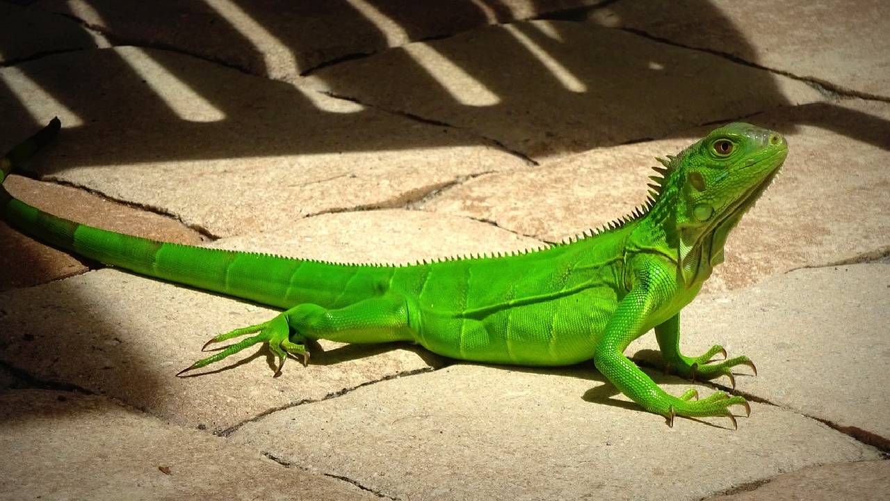 ¿Por qué en Taiwán quieren sacrificar a más de 100 mil iguanas?