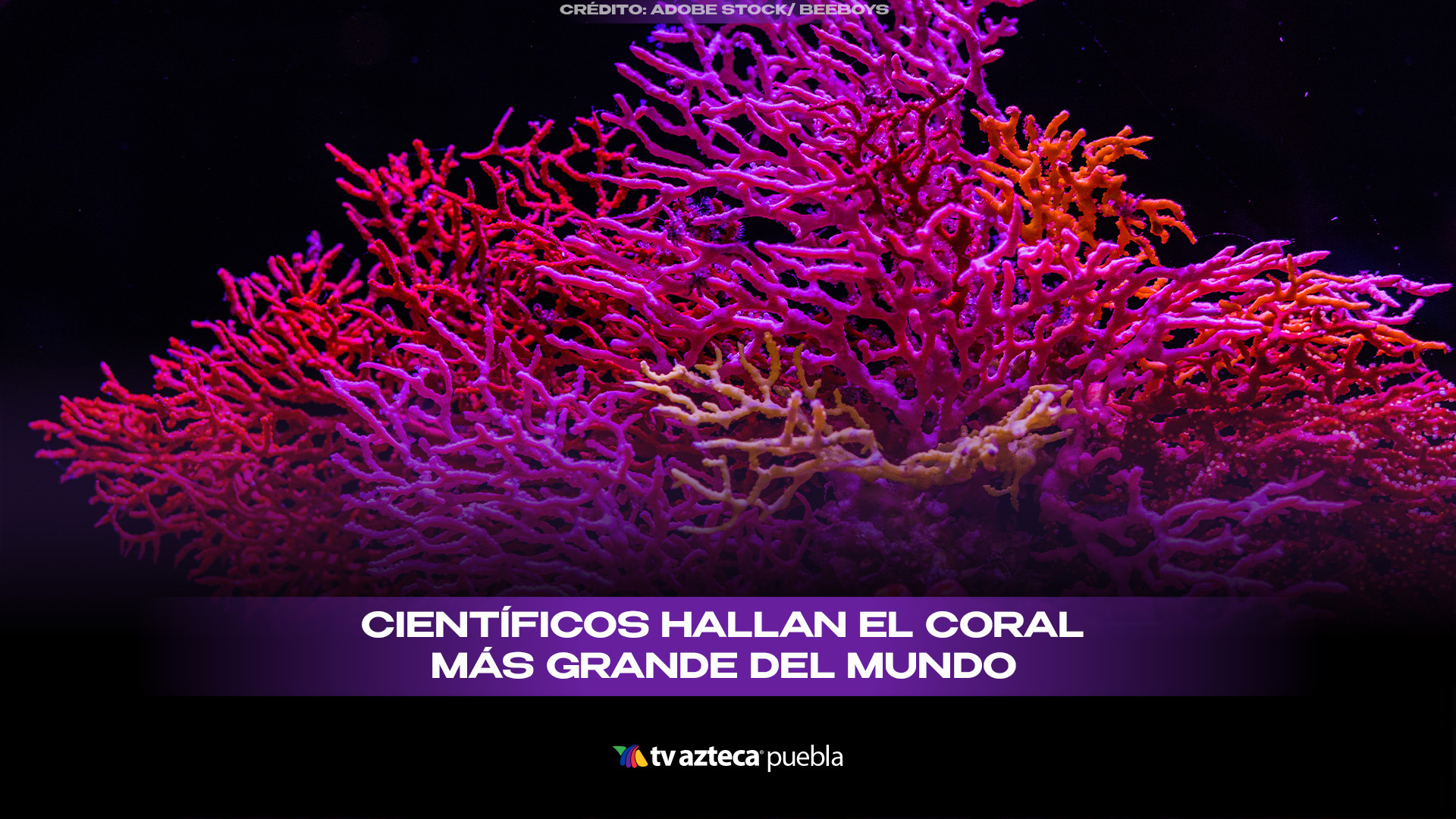 Descubren el coral más grande del mundo en Islas Salomón