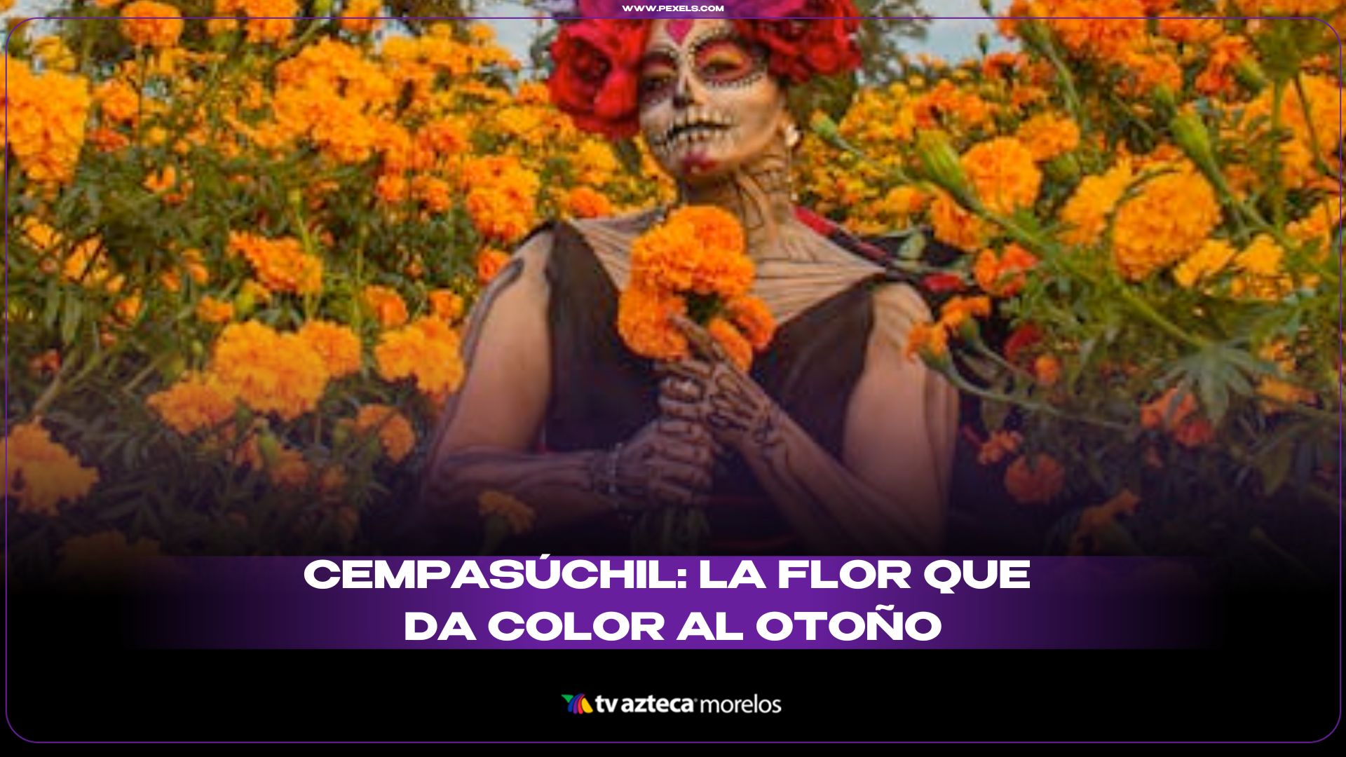 Cempasúchil: la flor que pinta de vida y color a en otoño