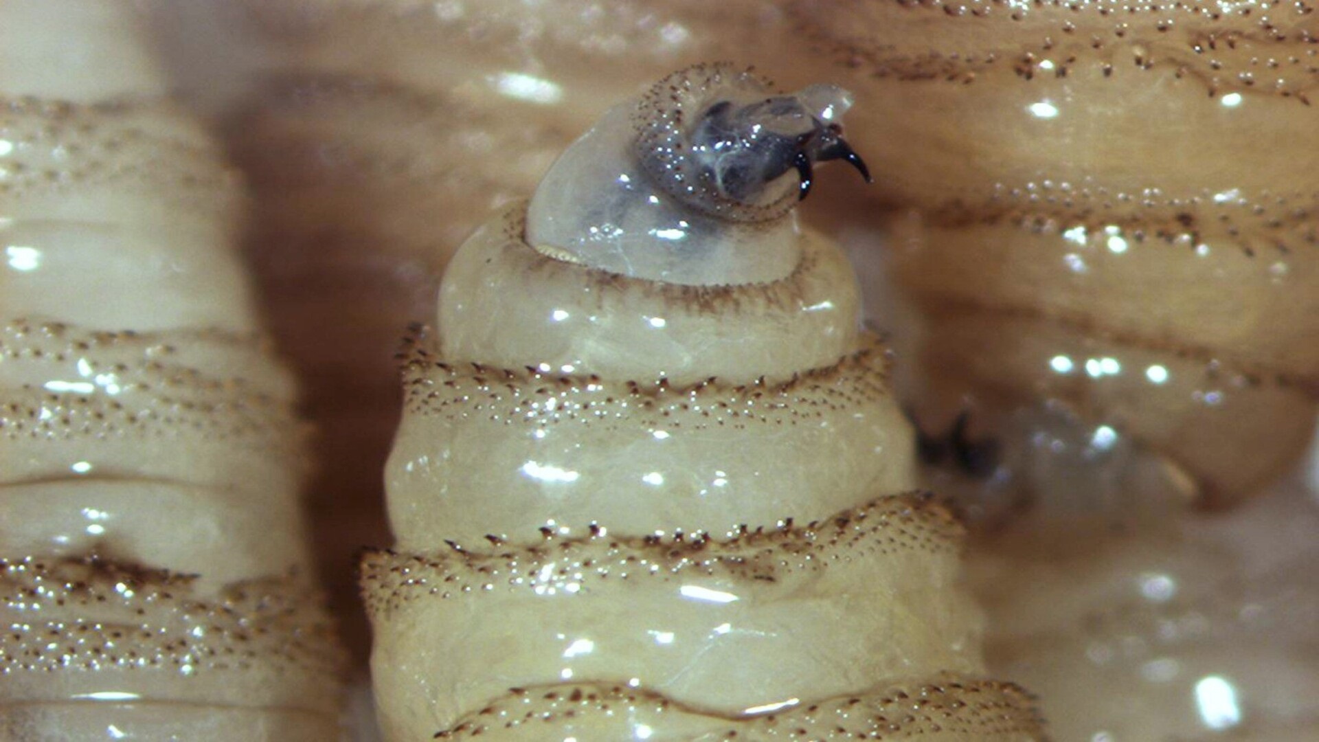 Gusano barrenador en humanos, el peligro está en las moscas