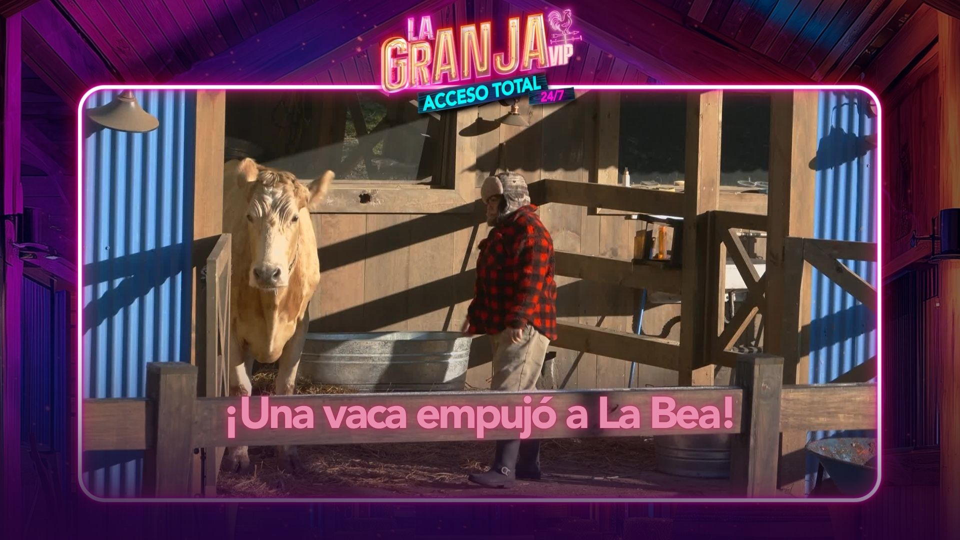 La Bea vs "Brittany Guadalupe". Una vaca EMPUJÓ a la granjera y así ...