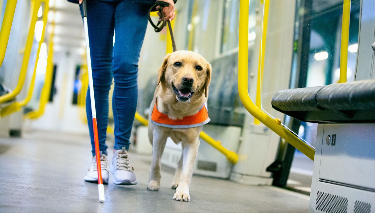 Día Internacional del Perro Guía: Recomendaciones al interactuar con un ...