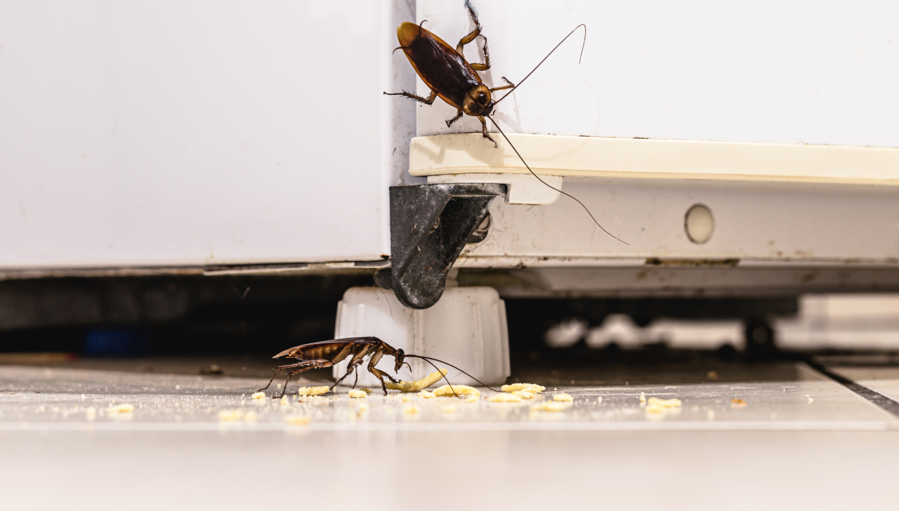 Así puedes eliminar las cucarachas de la cocina