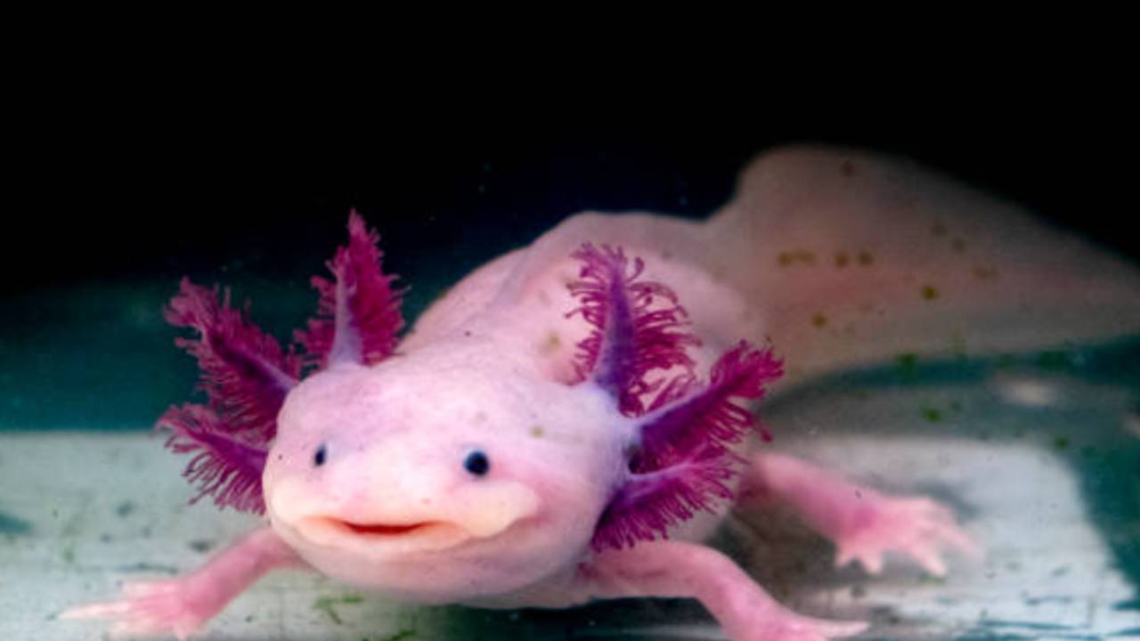VIDEO: Comparten imagen de un ajolote bebé y las redes se enternecen