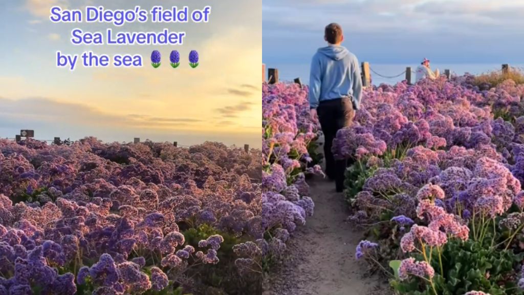 San Diego y su spot secreto con "lavanda de mar": Ubicación y cómo se ve