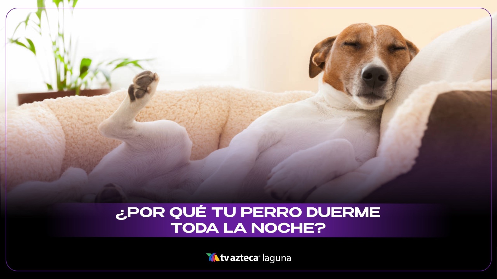 ¿Por qué tu perro duerme toda la noche igual que tú?