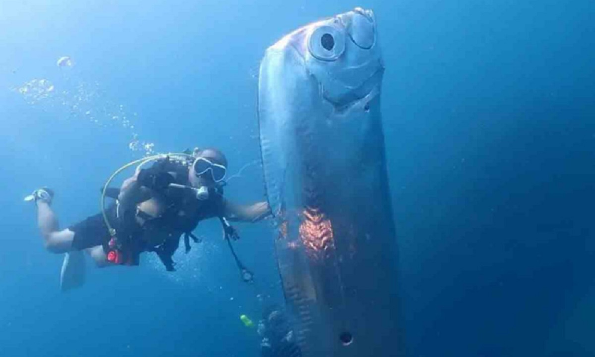 VIDEO: Aparece misterioso pez remo gigante en costas de Taiwan y genera ...