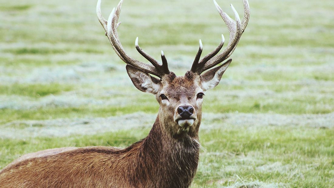 Venado ataca a cazador luego de hacerse el muerto