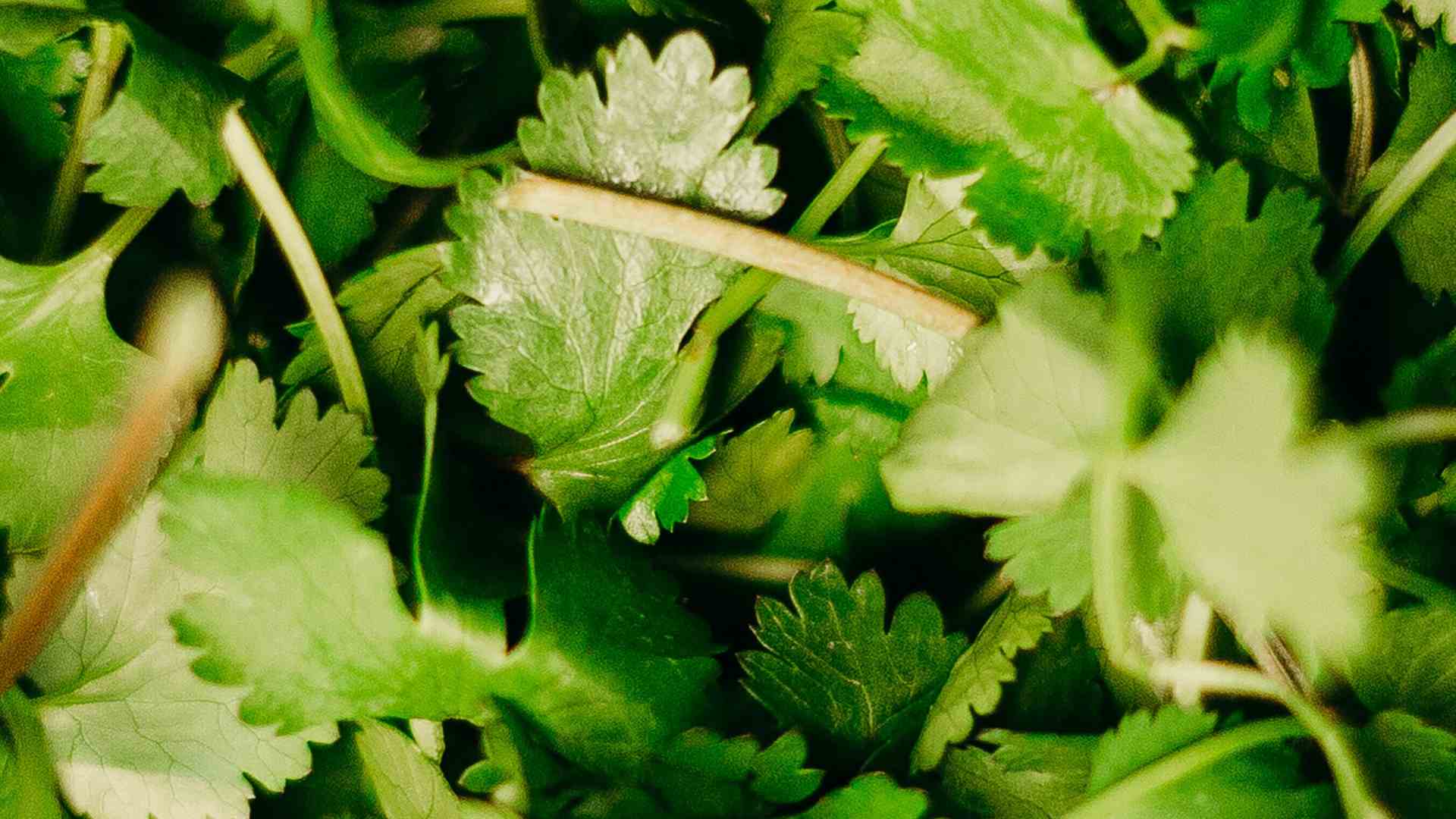 ¿Cómo sembrar en casa una planta de cilantro y qué cuidados debes darle?