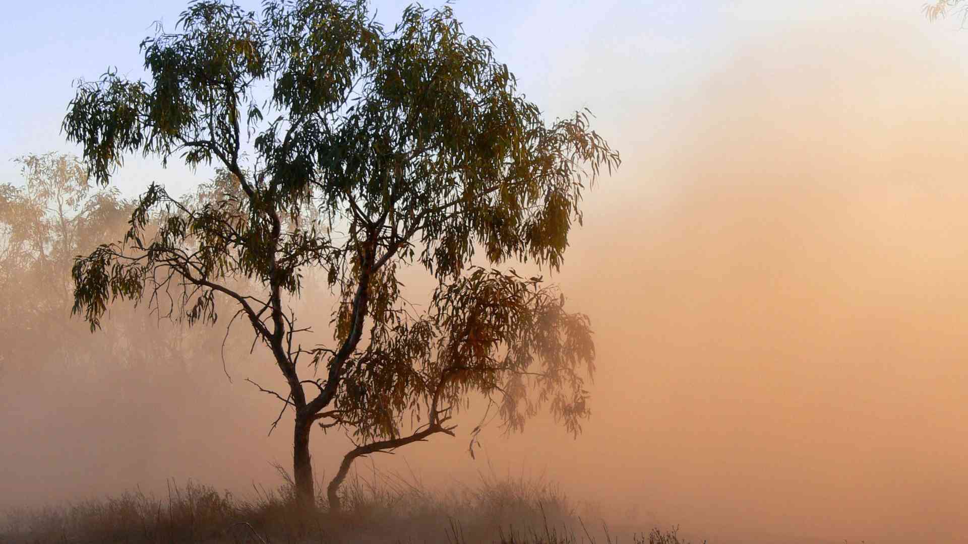 ¿Cuáles son los peligrosos efectos del polvo del Sahara?