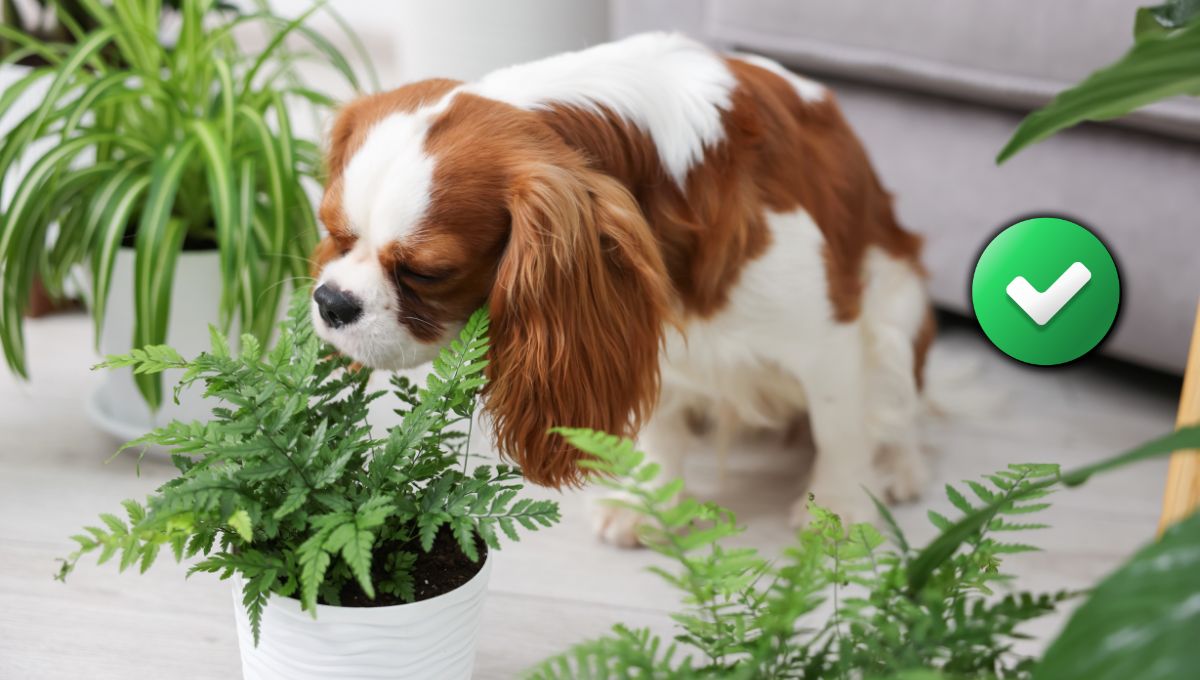 ¿Tienes perro y plantas? Estos son los 3 únicos ejemplares que los ...