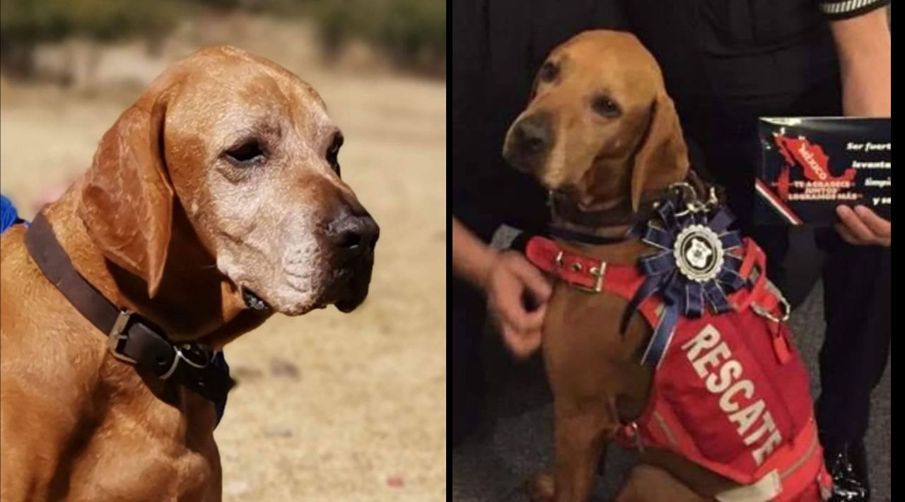 Murió Titán, perrito rescatista que salvó vidas en terremoto de 2017 ...