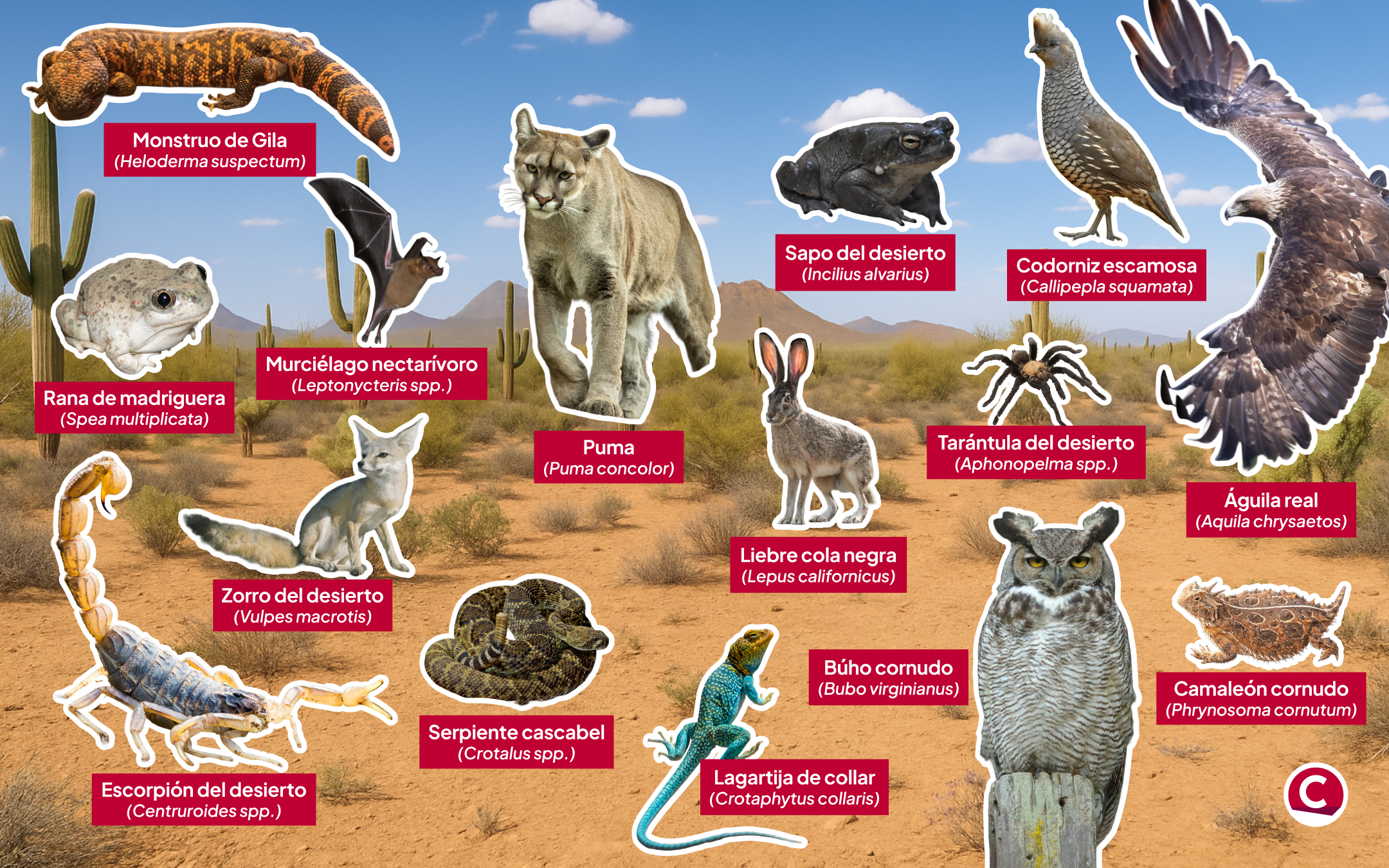 ¿Cómo sobreviven las plantas y animales en el desierto?