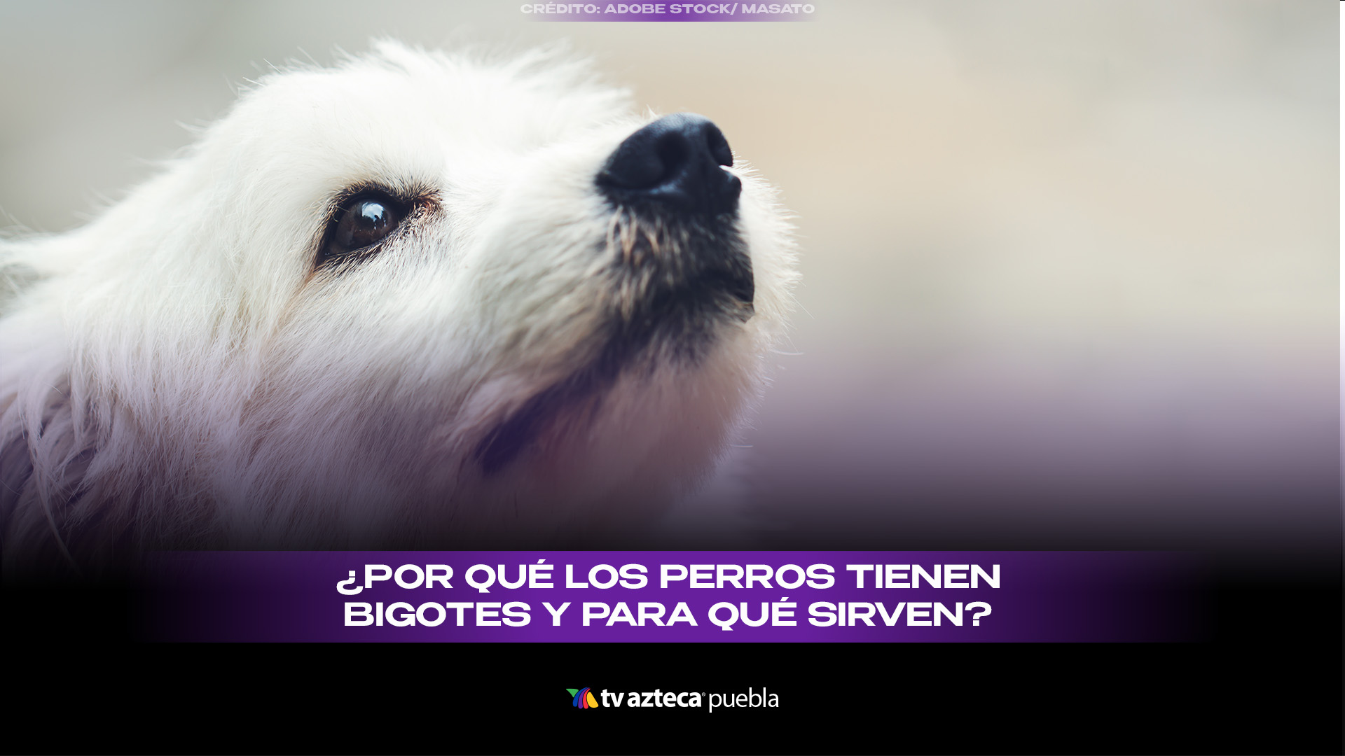 Para qué sirven los bigotes de los perros y por qué son tan importantes