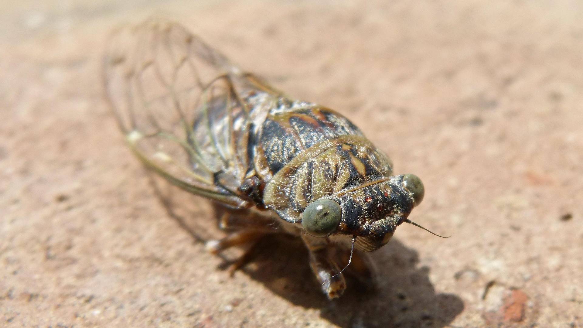 10 datos curiosos sobre las chicharras, insecto que habita en Morelos