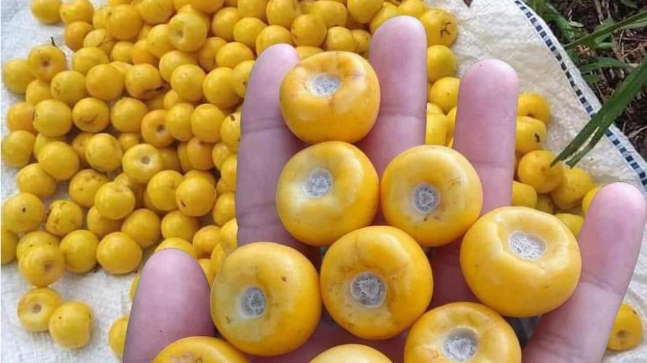 ¿Muchos Nanches? Te decimos los beneficios de este superalimento tropical