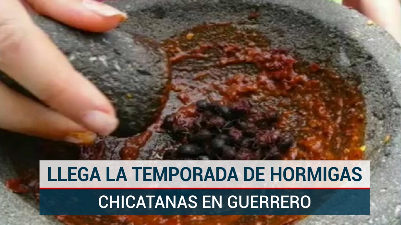 ¿Has comido hormigas chicatanas? Platillo suculento