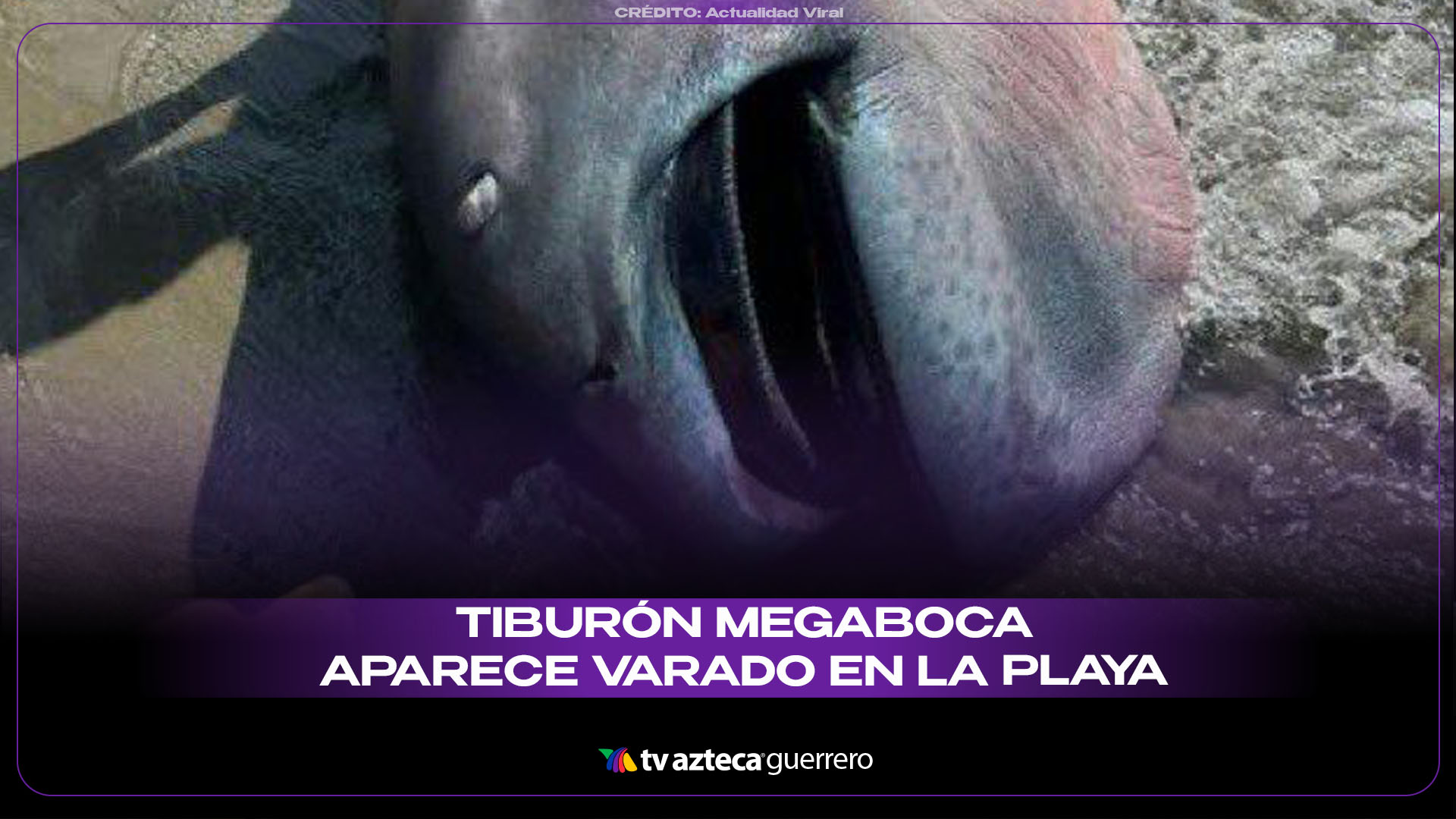 (VIDEO Hallan rarísimo tiburón megaboca en la playa y pobladores lo ...