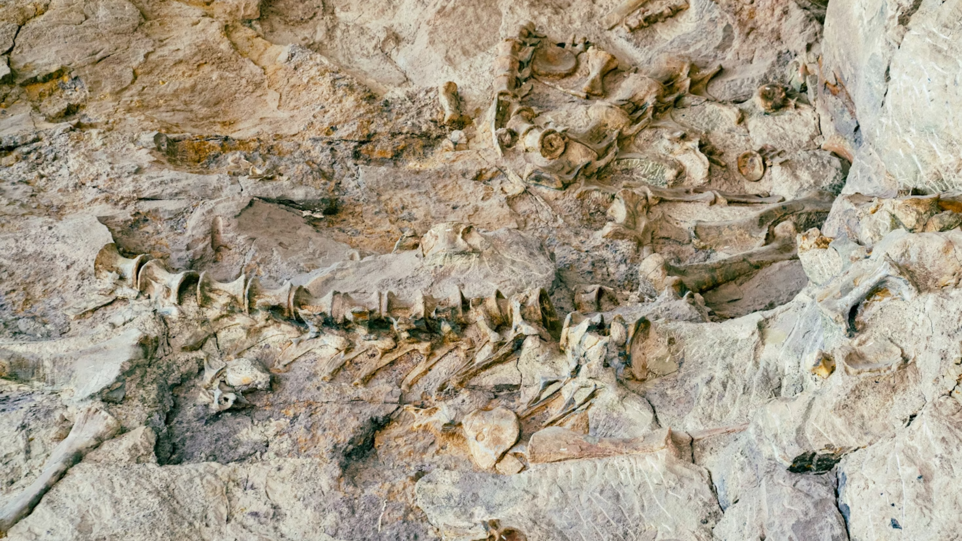 Nuevo dinosaurio en Corea del Sur: hallan Doolysaurus huhmini