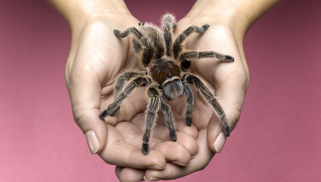Qué arañas se pueden tener como mascota