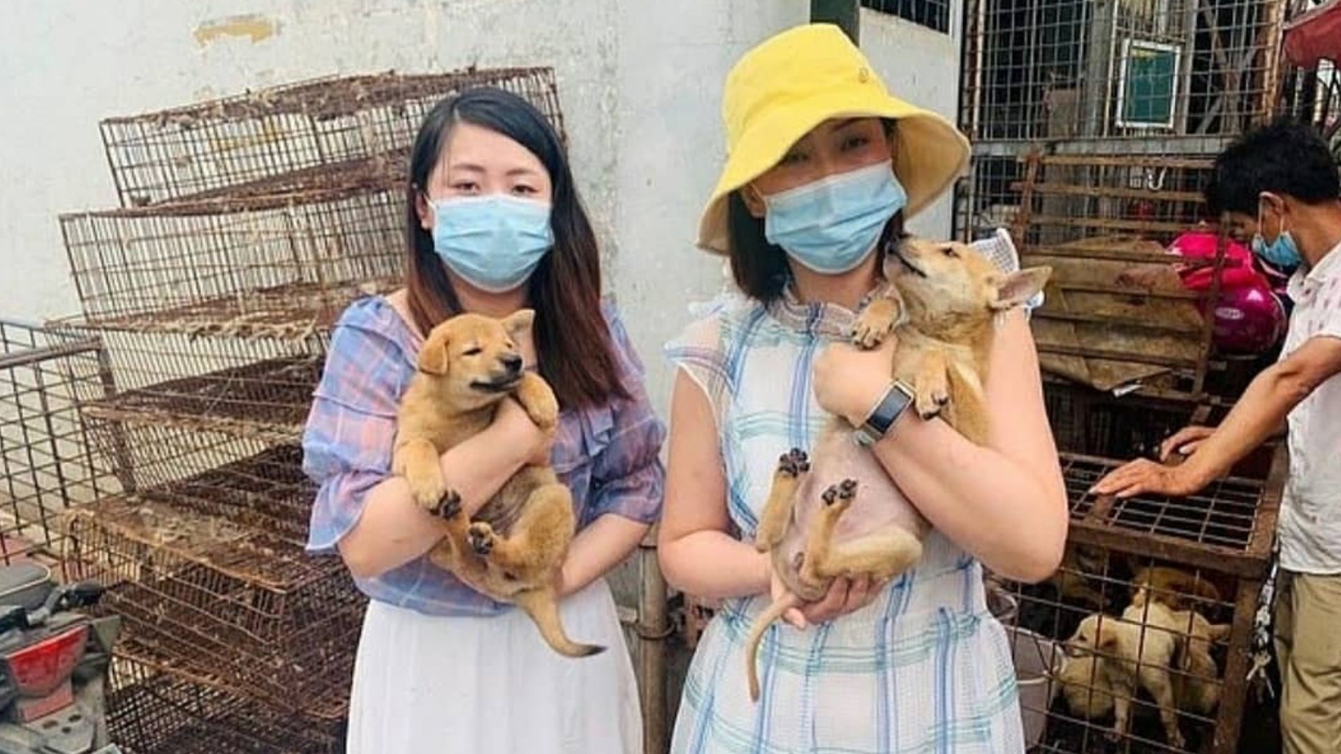 Pandemia: Se hará Festival de la Carne de Perro en China