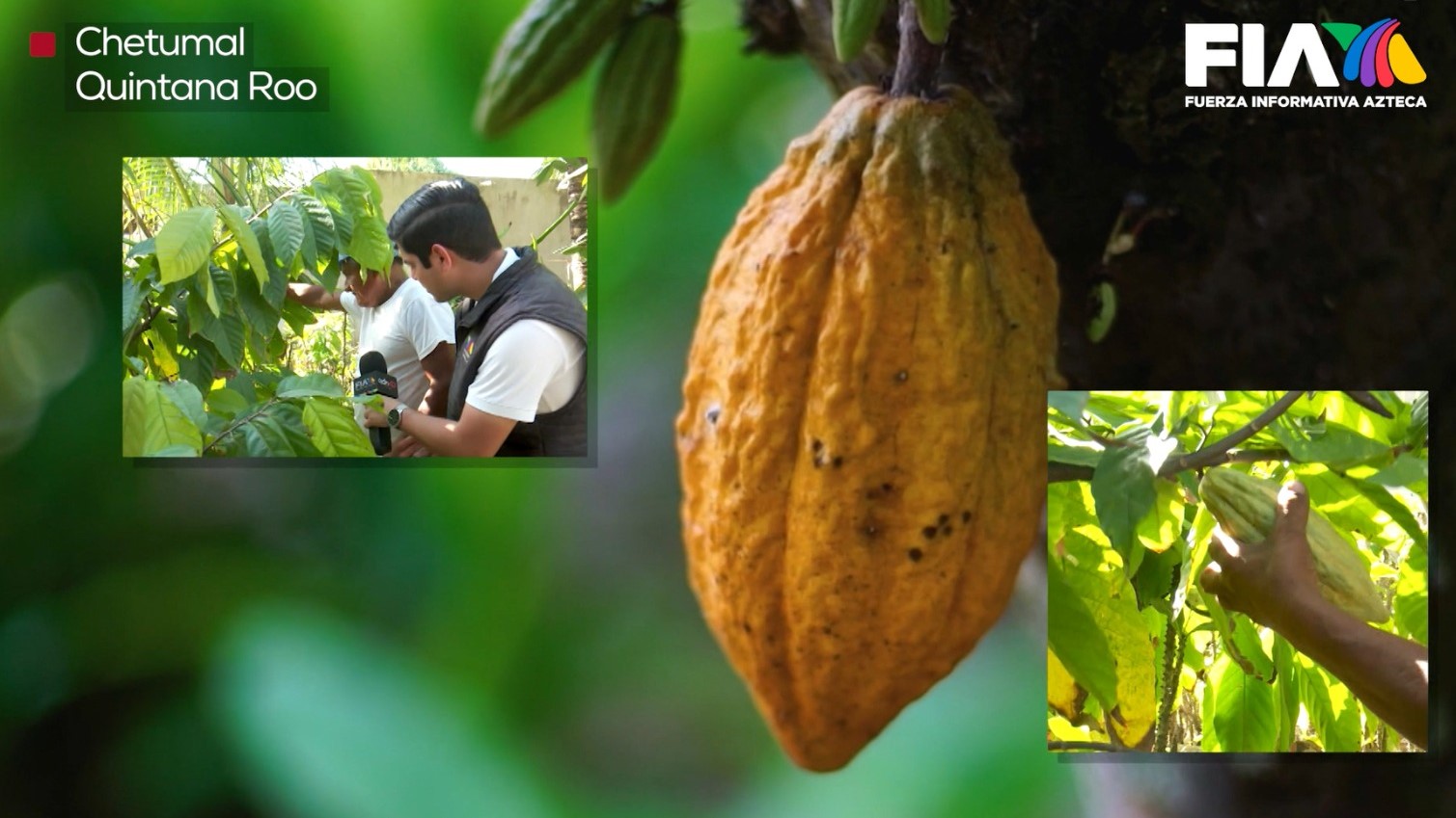 Chocolate Maya: Tradición ancestral en Quintana Roo