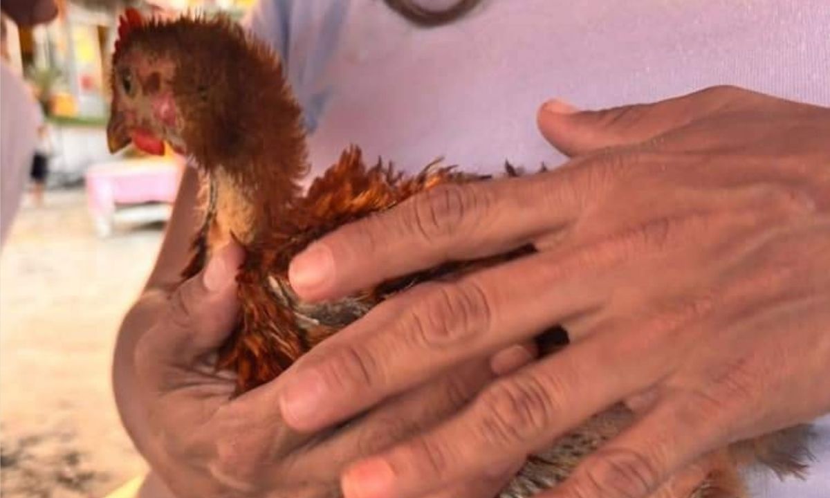 Reportan robo de pollito en Veracruz, se hace viral en redes sociales