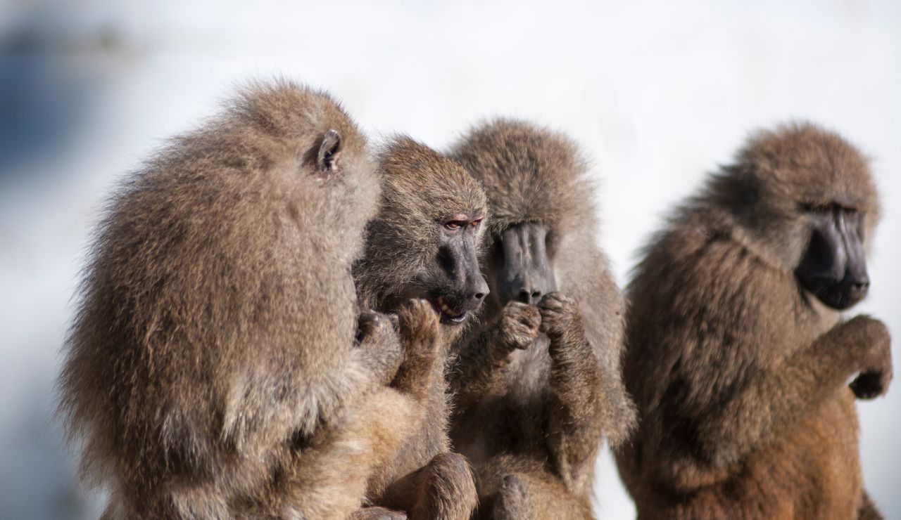 Monos atacan a 50 personas en Japón; ya los buscan