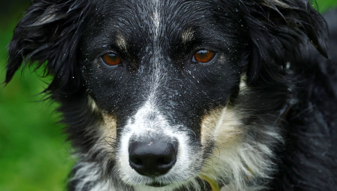 Perrito le lleva pieza de pollo a su amigo lomito difunto y conquista ...