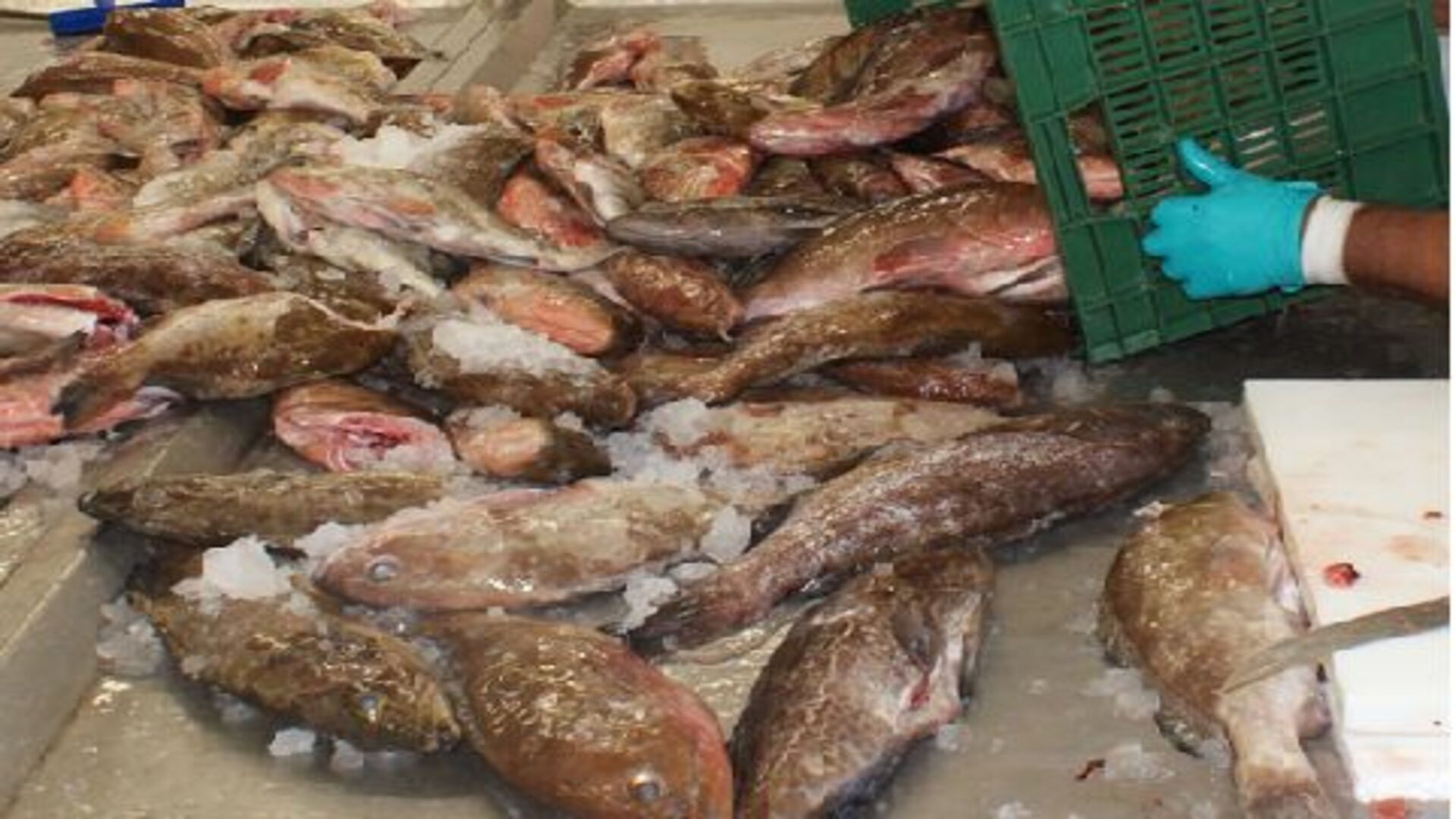 Actualizan reglas para la pesca de mero en Yucatán.