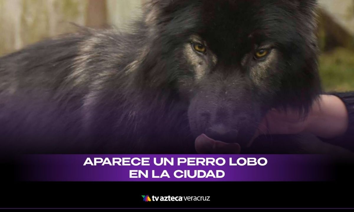 ¿Cómo fue la aparición del perro lobo en Buenos Aires, Argentina?