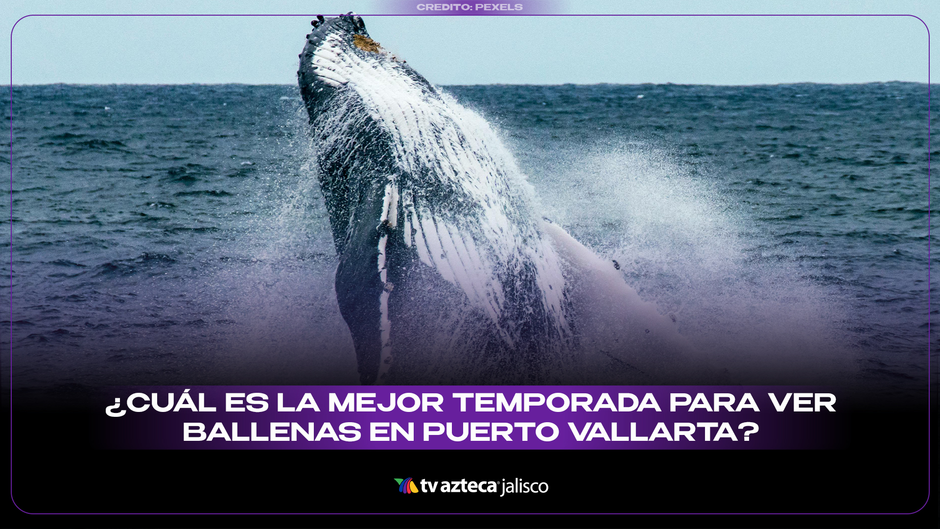 ¿Cuál es la mejor temporada para ver Ballenas en Puerto Vallarta ...