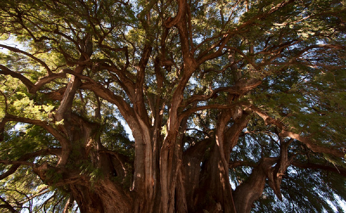 Ahuehuete: 10 datos curiosos sobre el árbol de México